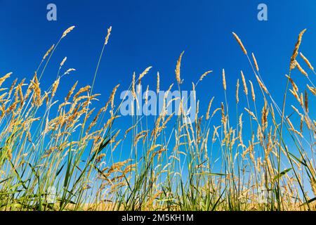 Beautiful mature golden wheat shafts against azure blue sky; Palouse ...