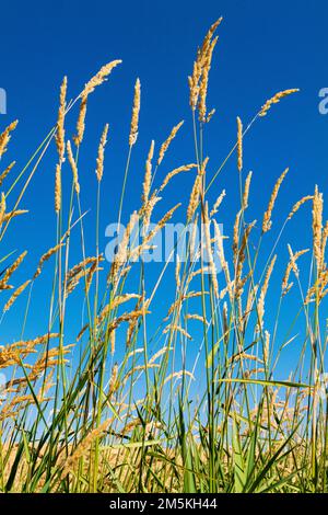 Beautiful mature golden wheat shafts against azure blue sky; Palouse ...