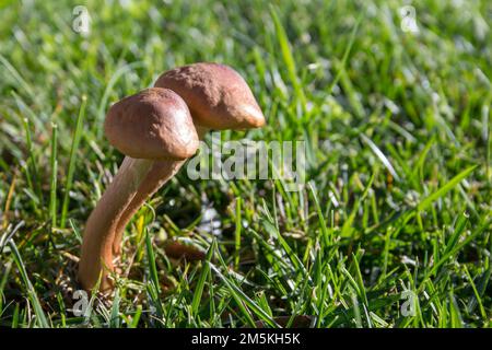 Image of a pair of wild fingos in a green meadow during the harvest ...
