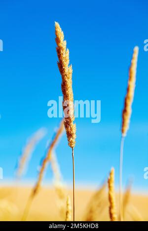 Beautiful mature golden wheat shafts against azure blue sky; Palouse ...