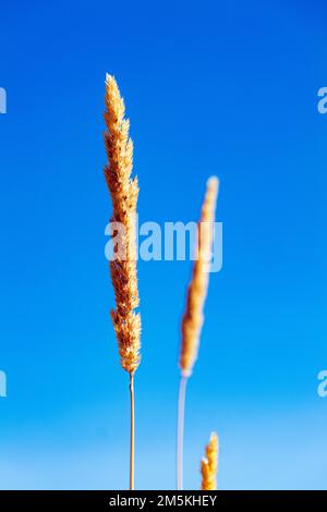 Beautiful mature golden wheat shafts against azure blue sky; Palouse ...