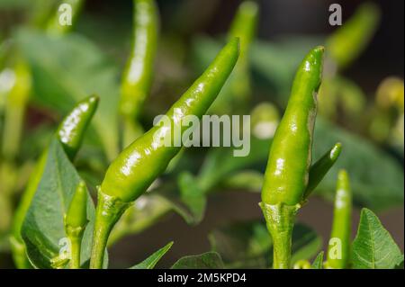 small green chillies also known as Capsicum annuum (chilli peppers) and ...