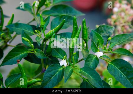 Green chilli (Capsicum frutescens) field in Oddanchatram Ottanchathiram ...