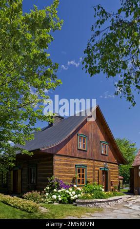 White Hydrangeas, purple Clematis, yellow hemerocallis - Daylilies in ...