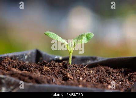 sprouting young plant of yellow squash in the garden Stock Photo - Alamy