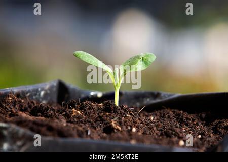 sprouting young plant of yellow squash in the garden Stock Photo - Alamy