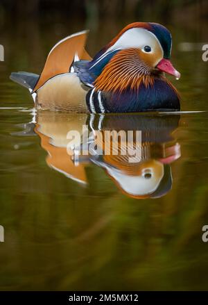 Louth, Lincolnshire, England. Double Ducks’ A colourful manderin duck ...
