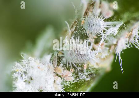 Mealybug, planococcus citrus, dangerous pest on orchid. Macro photo of ...