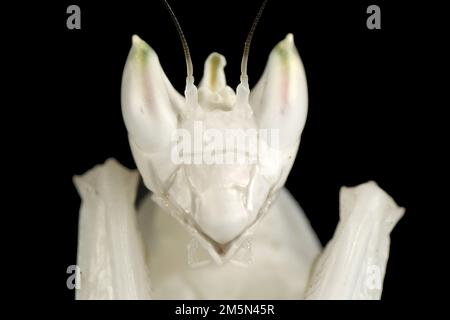 Orchid Mantis Close Up Detail Stock Photo - Alamy