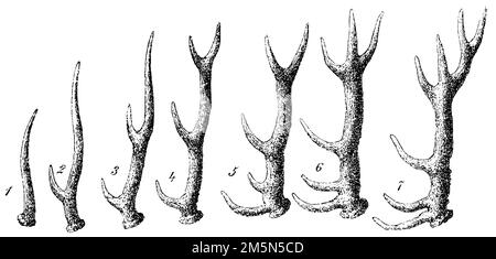 Red Deer, antlers development Cervus elaphus, (, ), Rothirsch ...