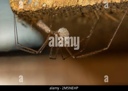 Spider, Pholcus opilionoides Stock Photo - Alamy