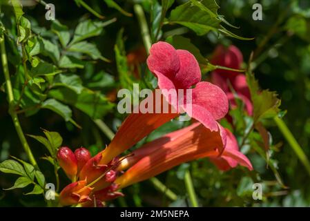 Flowers of a trumpet creeper (Campsis), Bavaria, Germany Stock Photo ...