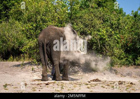 African elephant stands tossing sand over itself Stock Photo - Alamy