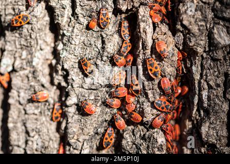Fire bugs (Pyrrhocoridae), popularly known as fire beetles, Magdeburg ...
