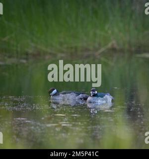 Mated pair of Green Pygmy-goose swimming while foraging for food on a ...