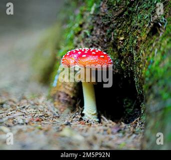 A selective focus of a red cap mushroom Stock Photo - Alamy