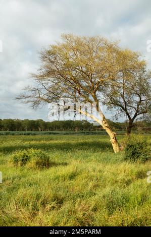 Fever Trees, Makuleke Contractual Park, Kruger National Park, South ...