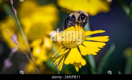 A macro shot of a big bumble bee sitting on a yellow flower bud with a ...