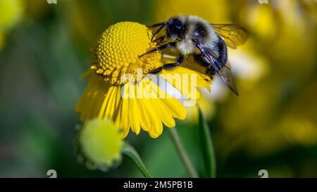 A macro shot of a big bumble bee sitting on a yellow flower bud with a ...