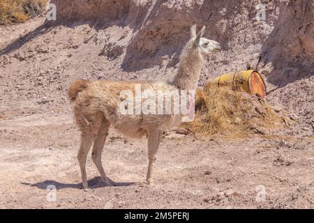 Domesticated lama glama crossing a rural road in the middle of Atacama ...