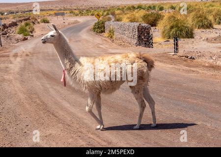 Lama glama crossing a rural road in the middle of Atacama, the dryest ...