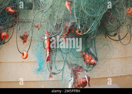 Many fish caught in a fisher net Stock Photo - Alamy