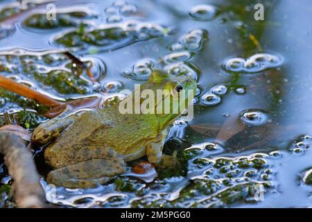 American bullfrog with wide head, stout bodies, and long, hind legs ...