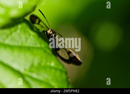 Currant clearwing (Synanthedon tipuliformis) in a garden Stock Photo ...