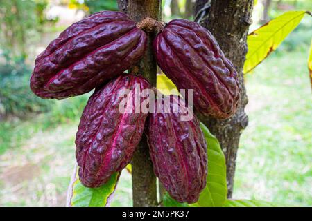 Cacao Tree Fruit, also known as Theobroma Cacao, Cacao Pods and seeds ...