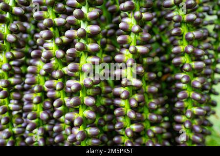 Mayang Tree fruit, Mayang pinang, Arenga pinnat, are used to produce ...