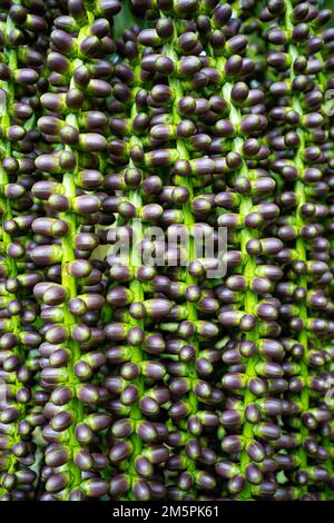 Mayang Tree fruit, Mayang pinang, Arenga pinnat, are used to produce ...