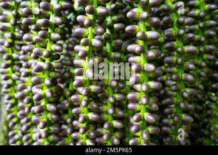 Mayang Tree fruit, Mayang pinang, Arenga pinnat, are used to produce ...