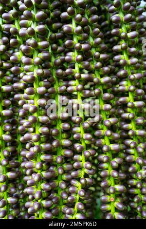 Mayang Tree fruit, Mayang pinang, Arenga pinnat, are used to produce ...