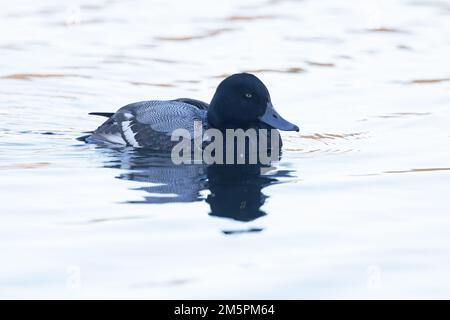 Greater Scaup (Aythya marila) first winter drake poorly drooping wing ...