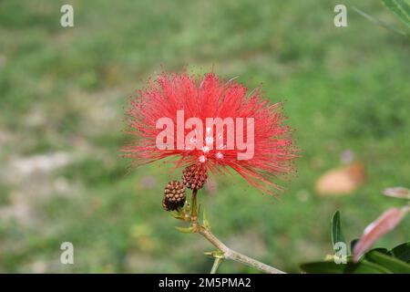 Spiky red puff flower Calliandra haematocephala on a green background ...