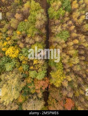 A top view of the path in the forest in Denmark Stock Photo - Alamy