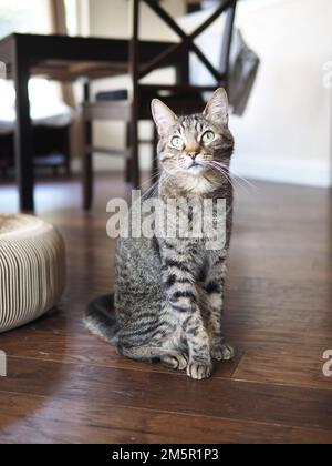 Morphy the tabby cat Stock Photo - Alamy