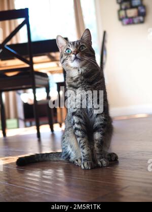 Morphy the tabby cat Stock Photo - Alamy