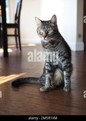 Morphy the tabby Stock Photo - Alamy
