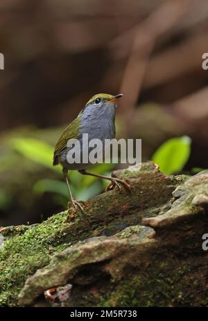 Grey-bellied Tesia (Tesia cyaniventer) adult standing on mossy stump Da ...