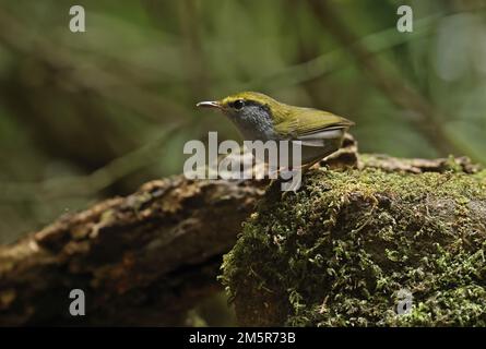 Grey-bellied Tesia (Tesia cyaniventer) adult standing on mossy stump Da ...