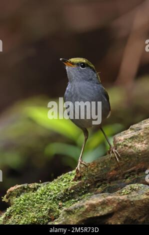 Grey-bellied Tesia (Tesia cyaniventer) adult standing on mossy stump Da ...