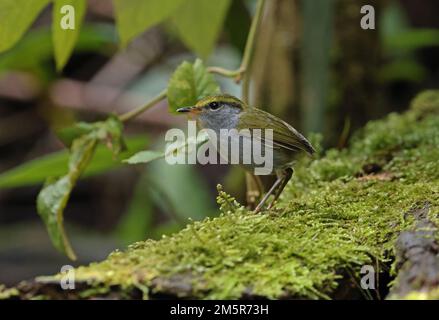 Grey-bellied Tesia (Tesia cyaniventer) adult standing on mossy stump Da ...
