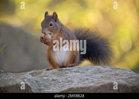 A brown squirrel perching on stone Stock Photo - Alamy