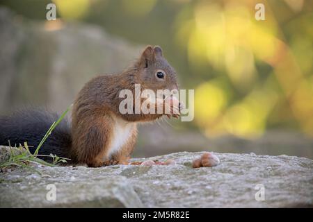 A brown squirrel perching on stone Stock Photo - Alamy
