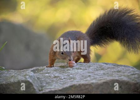 A brown squirrel perching on stone Stock Photo - Alamy
