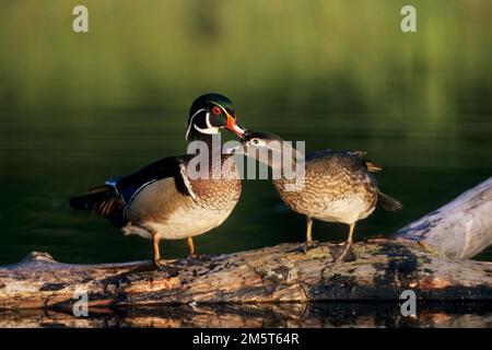 00715-02812 Wood Ducks (Aix sponsa) Male & Female preening each other ...