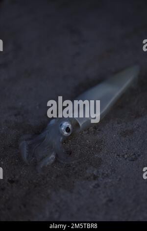 A dead cuttlefish is lying on the beach Stock Photo - Alamy