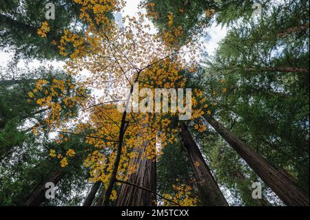 Giant coastal redwood trees and yellow vine maple Stock Photo - Alamy