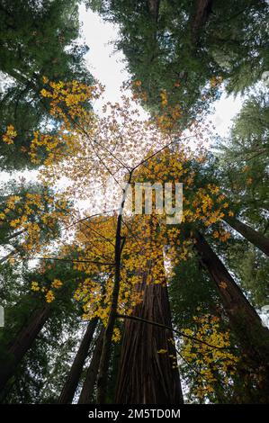 Giant coastal redwood trees and yellow vine maple Stock Photo - Alamy